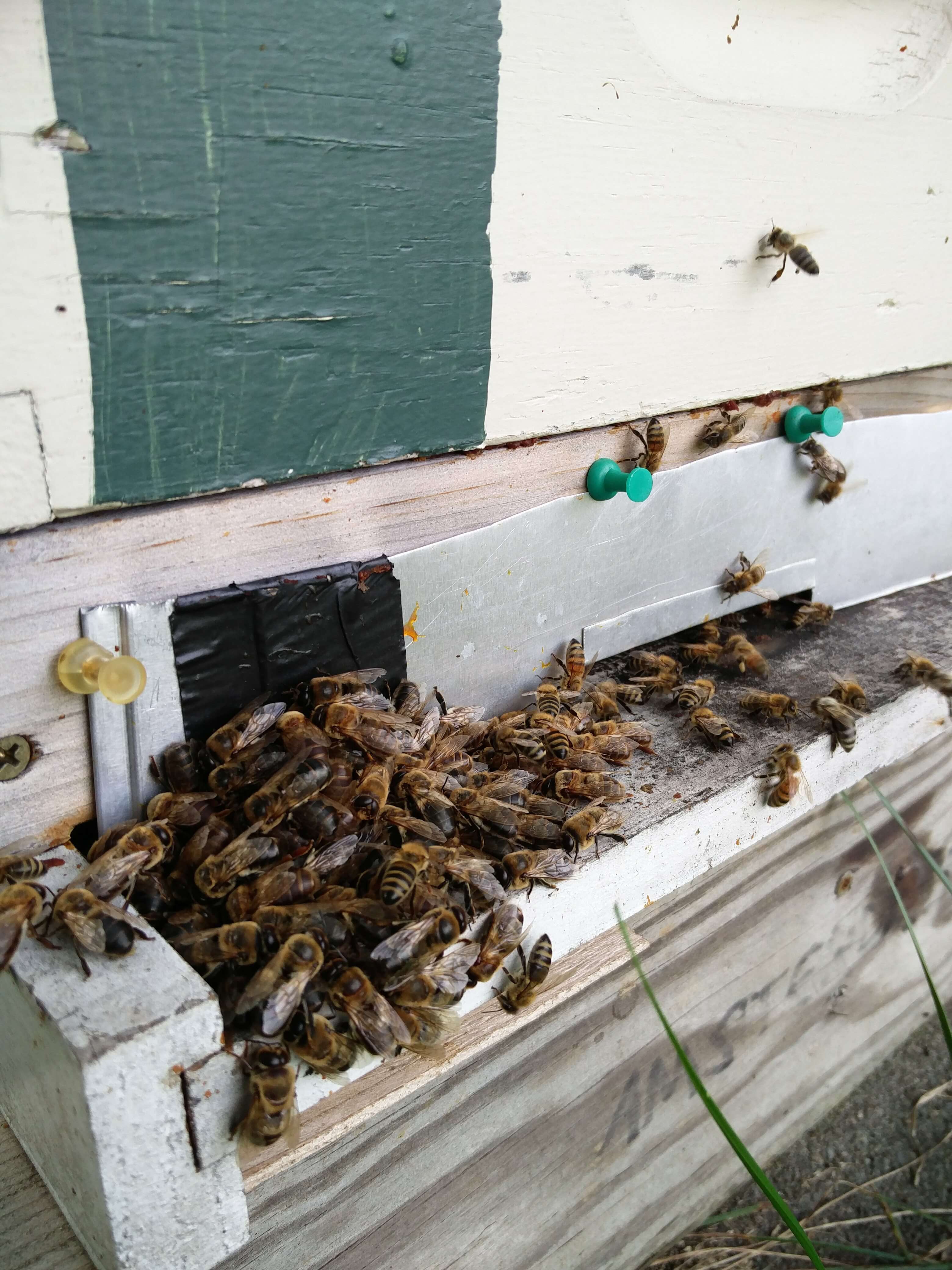 The Eviction of Drones | Betterbee