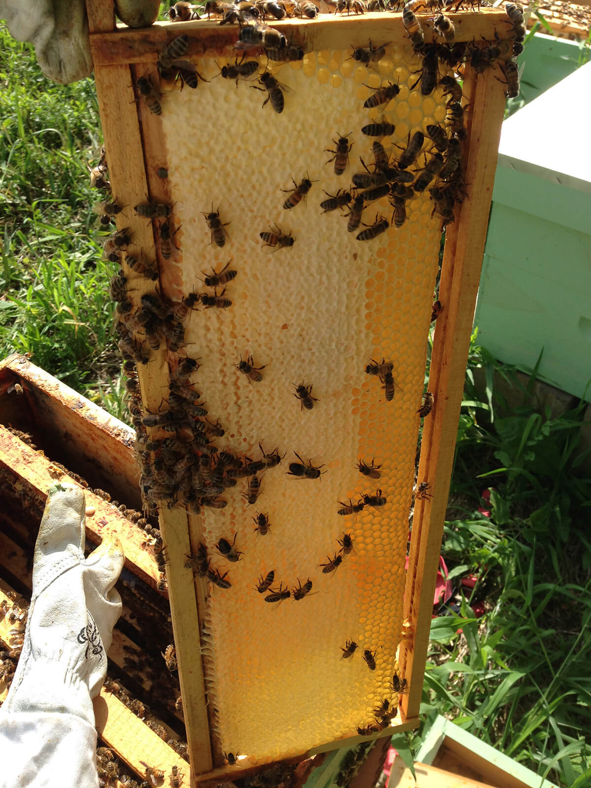 Pros and Cons of Packages vs. Nucs of Bees | Betterbee